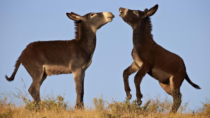 Alle News zum Thema Esel | RTLNEXT.de